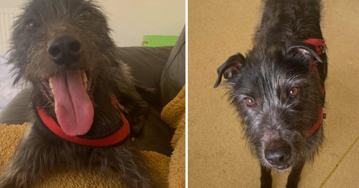 Rodney il cane con un passato straziante, ha ricevuto molte richieste ... Rodney il cane con un passato straziante, ha ricevuto molte richieste ...