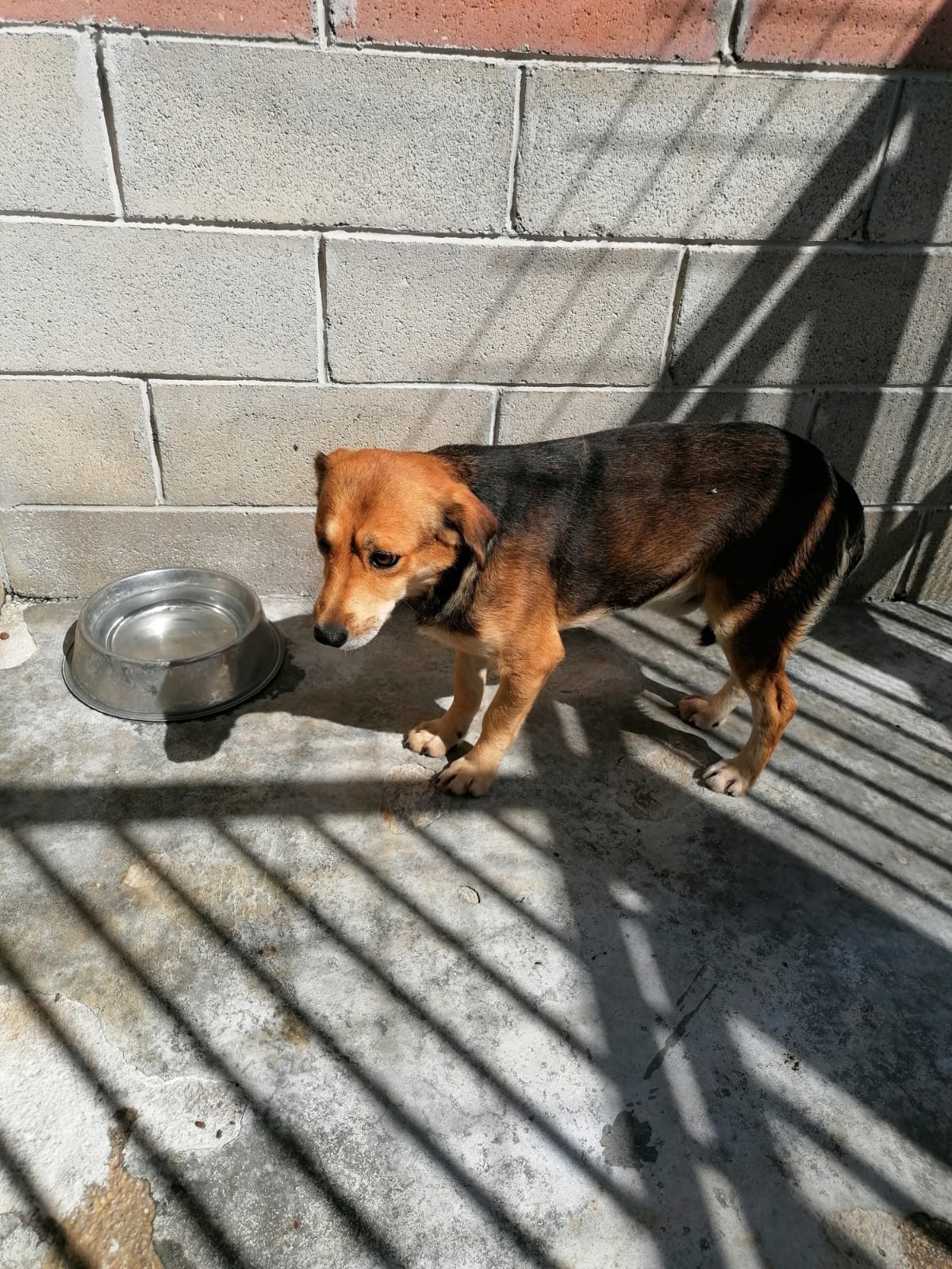 Cane di 2 anni senza un occhio cerca casa - Bigodino Cane di 2 anni senza un occhio cerca casa - Bigodino