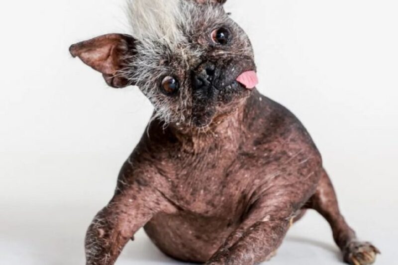 Il cane più brutto del mondo è stato adottato - Bigodino Il cane più brutto del mondo è stato adottato - Bigodino